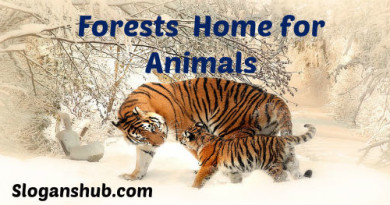 97 Creative Animal Abuse Slogans And Sayings