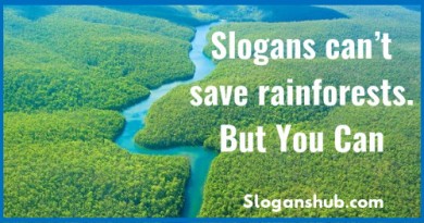 17 Catchy Save the Rainforest Slogans With Pictures