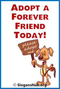 100 Unique Animal Shelter Slogans for Campaign & Fundraising